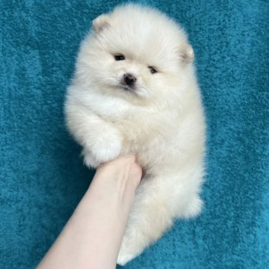 Померанский шпиц