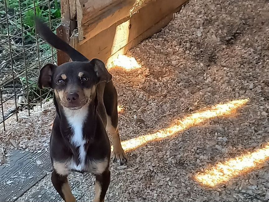 Миниатюрная такса