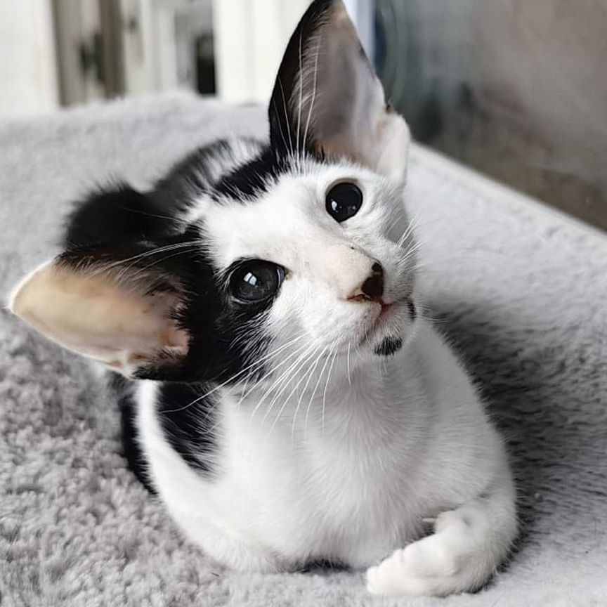 Ориентальные котята