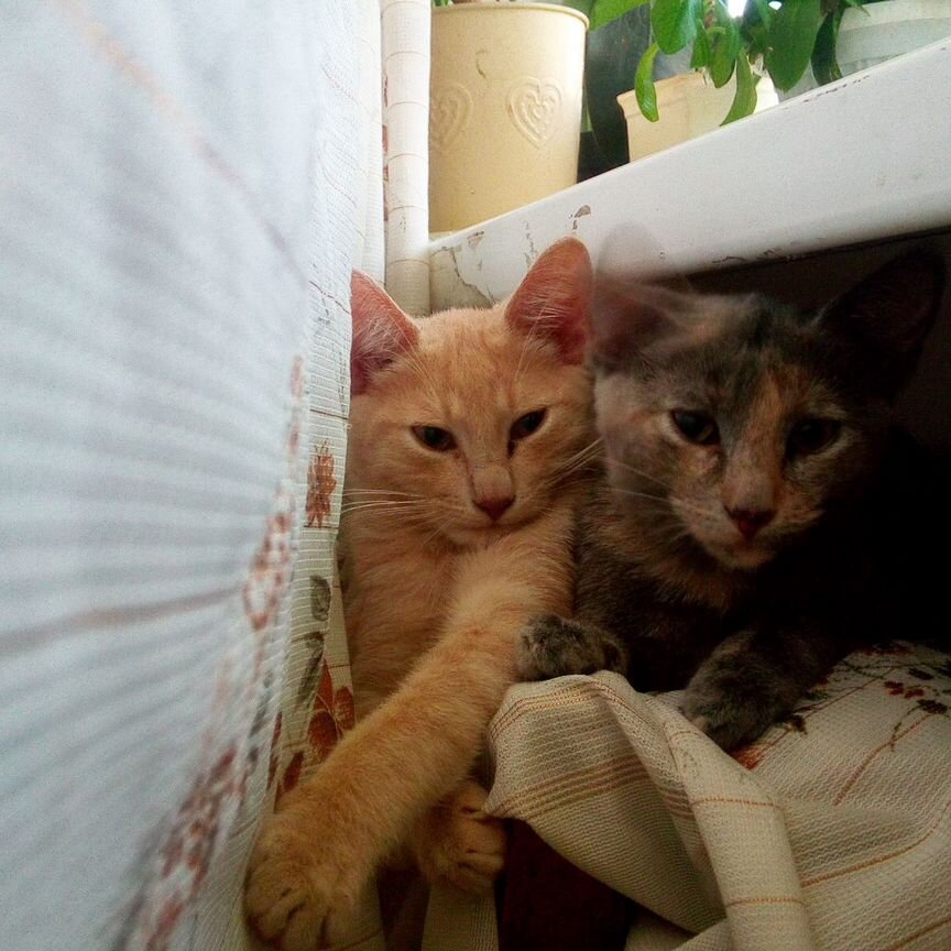 Котята в добрые руки