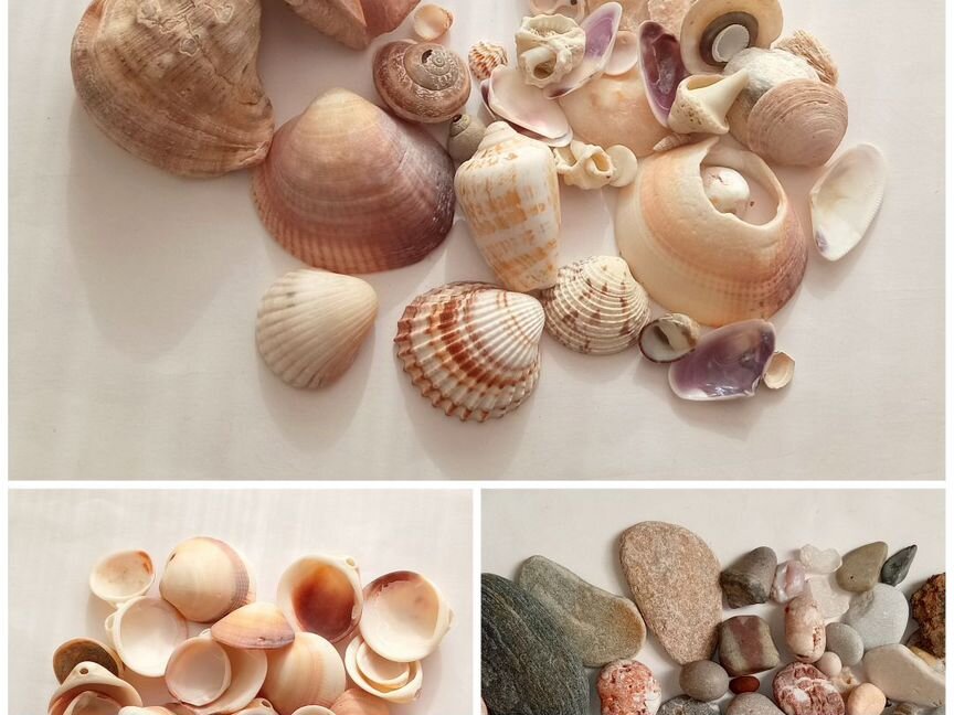 Морские раковины и галька