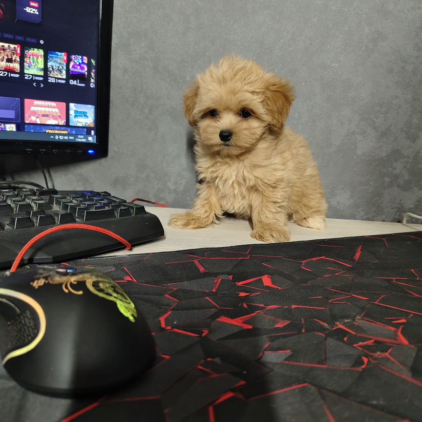 Суперские мальтипу