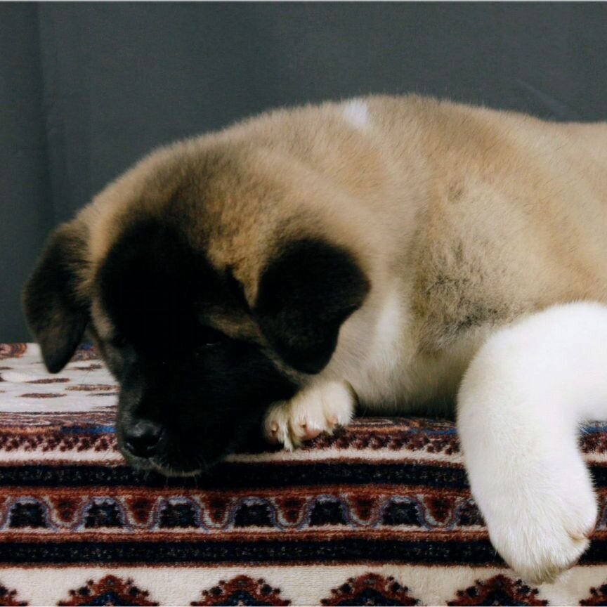 Американская акита, щенок