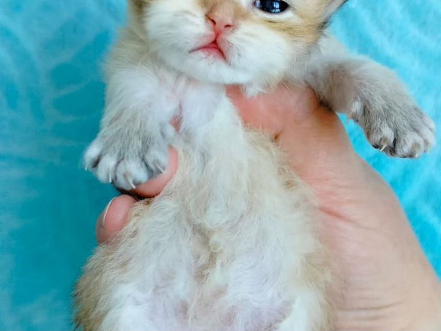 Золотые шиншиллята дш