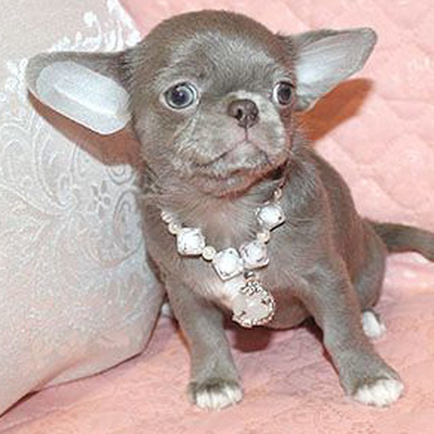 Чихуахуа, щенок