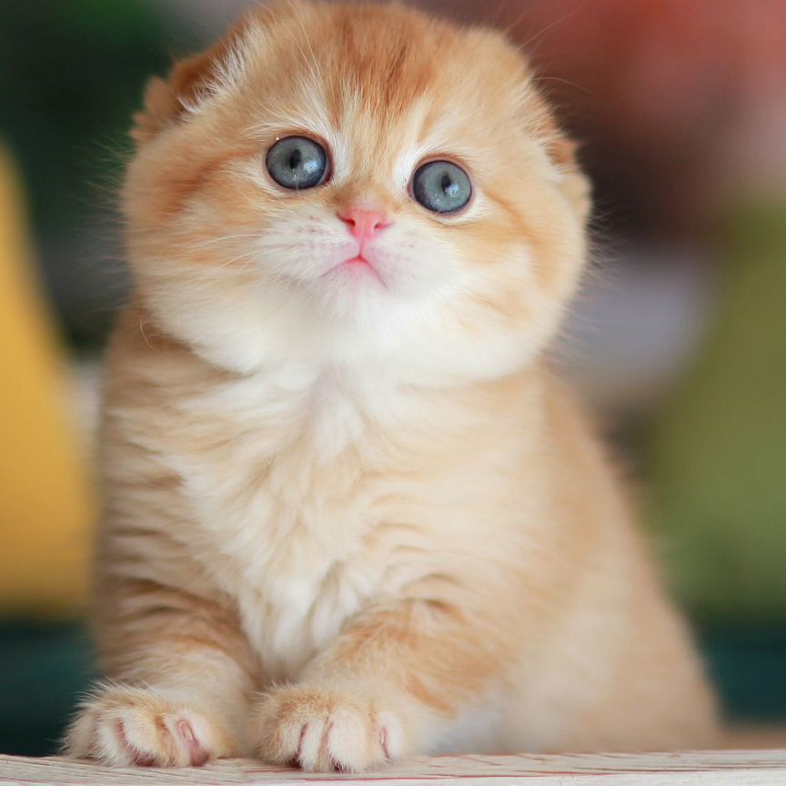 Шотландский вислоухий короткошёрстный котёнок