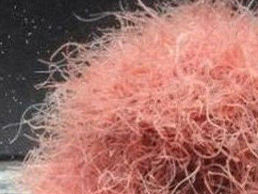 Живой корм для аквариумных рыбок