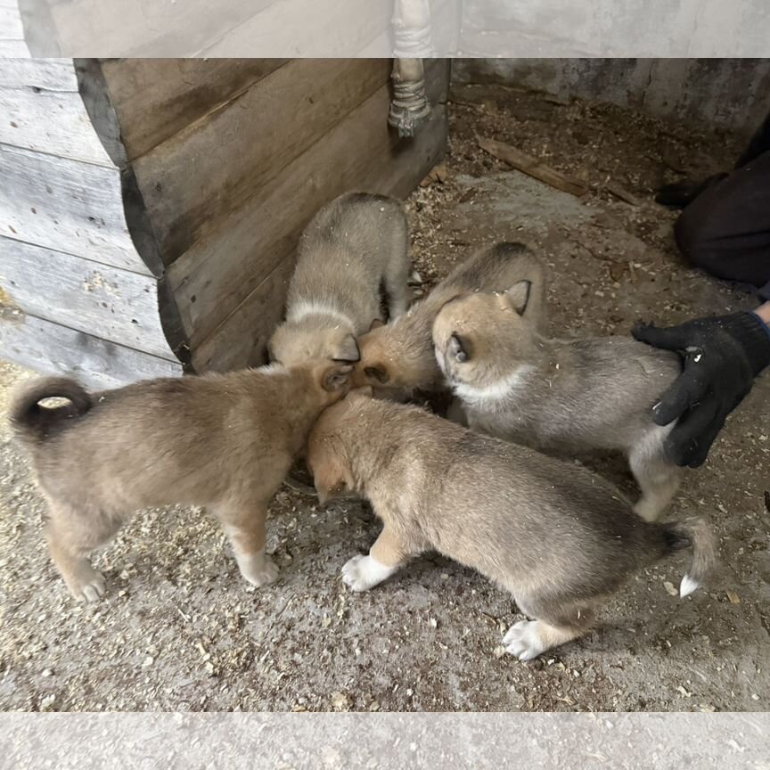 Западносибирская лайка, щенок