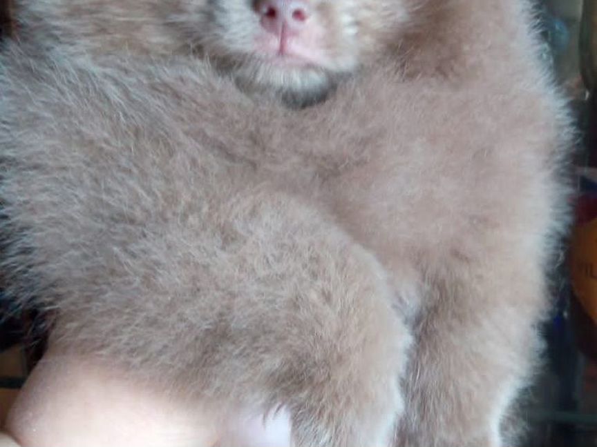 Лиловый красавец