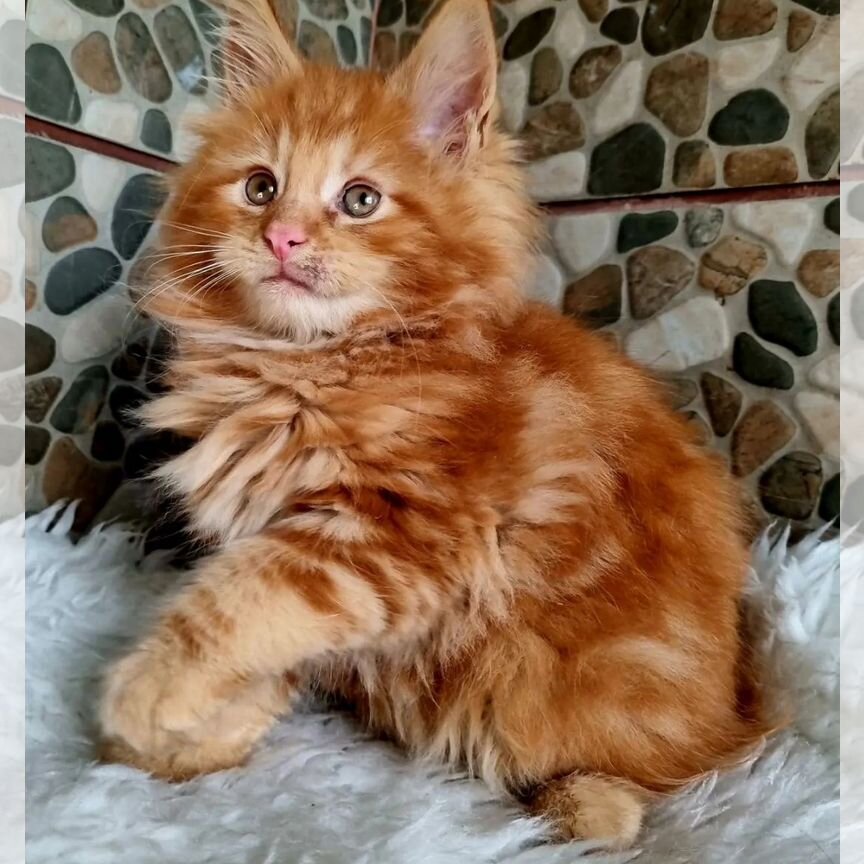 Мейн-кун котёнок