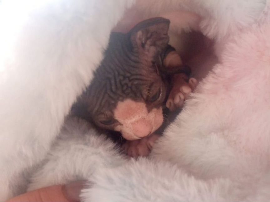 Канадский сфинкс котенок