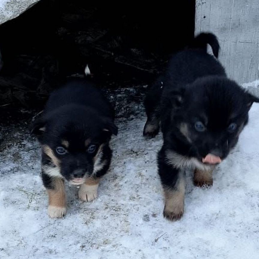 Щенок в добрые руки