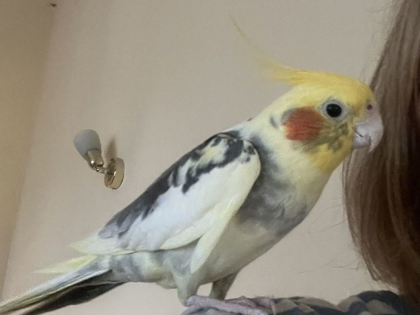 Попугай корелла с клеткой