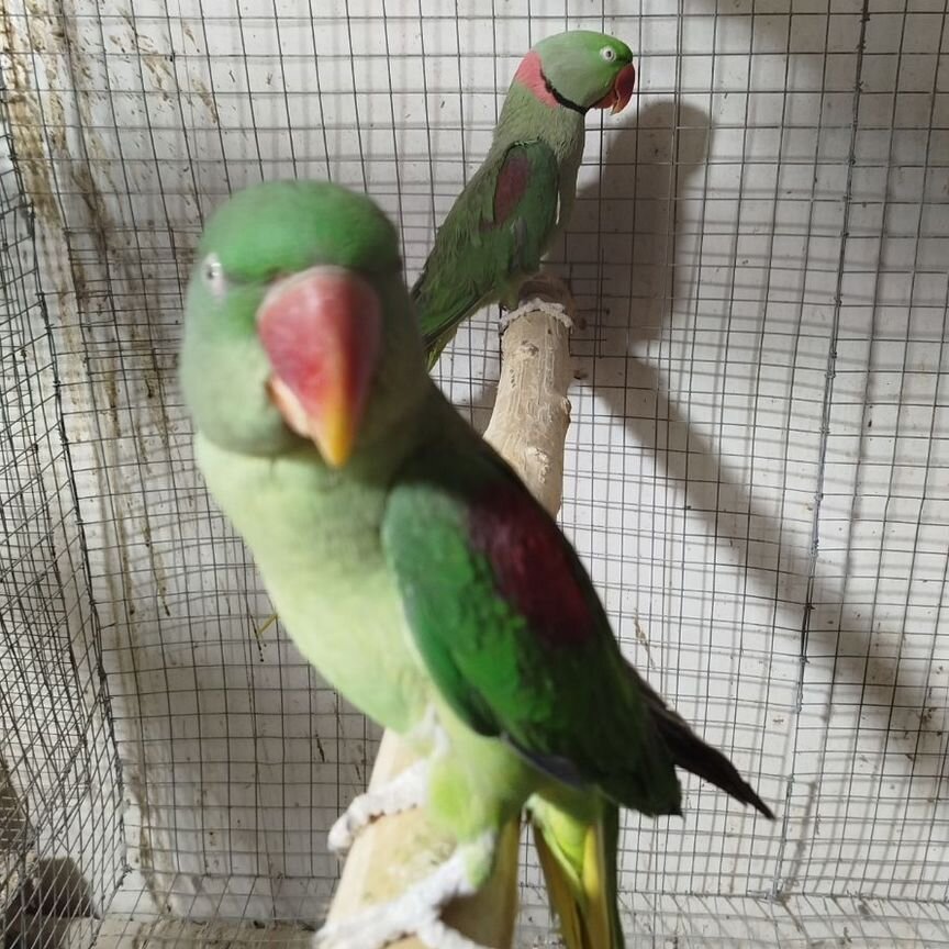 Александрийский попугай