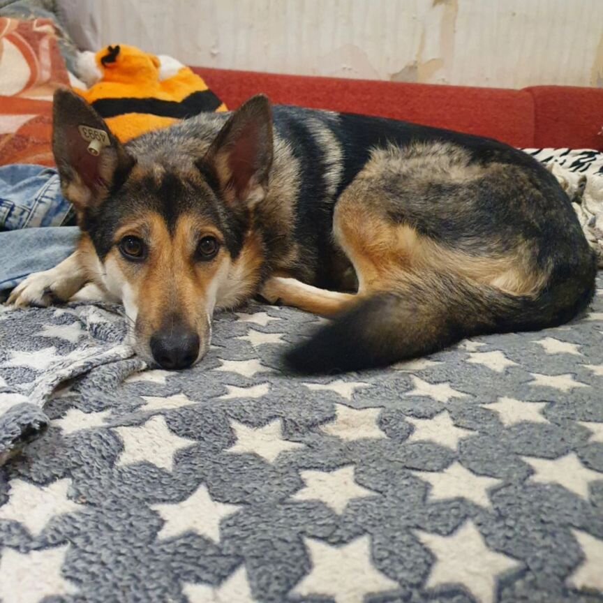 Собачка в добрые руки