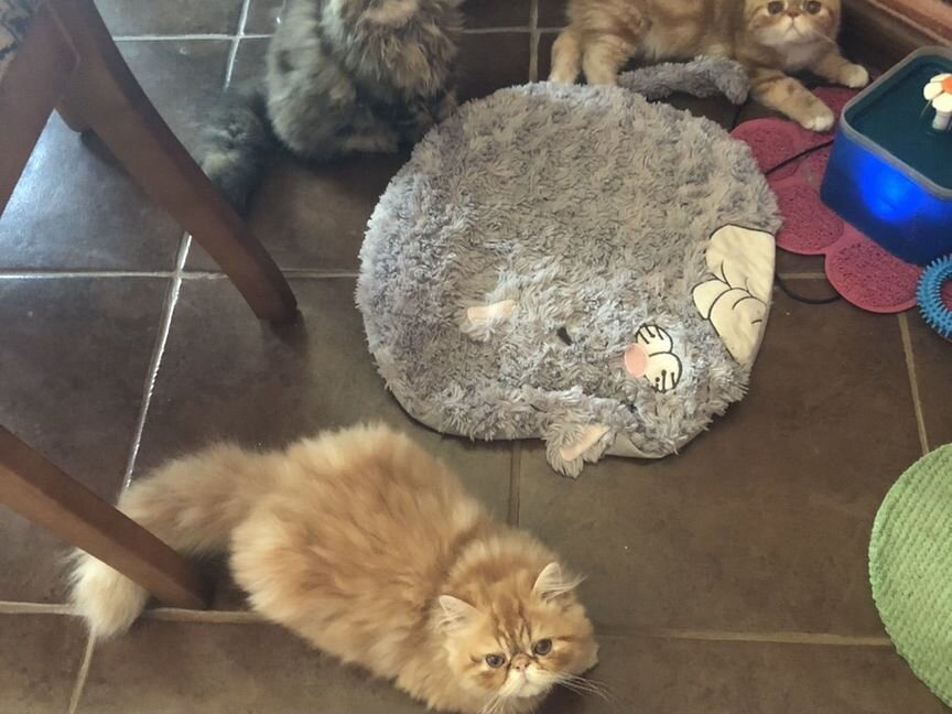 Экзотические котята