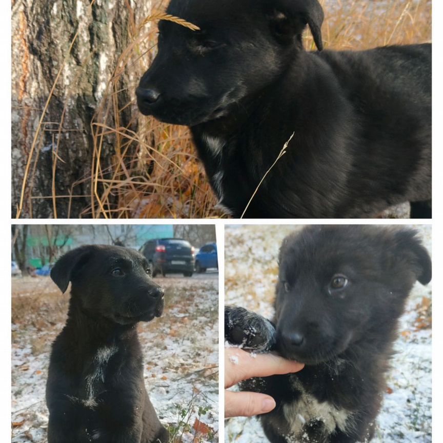 Щенки, собаки