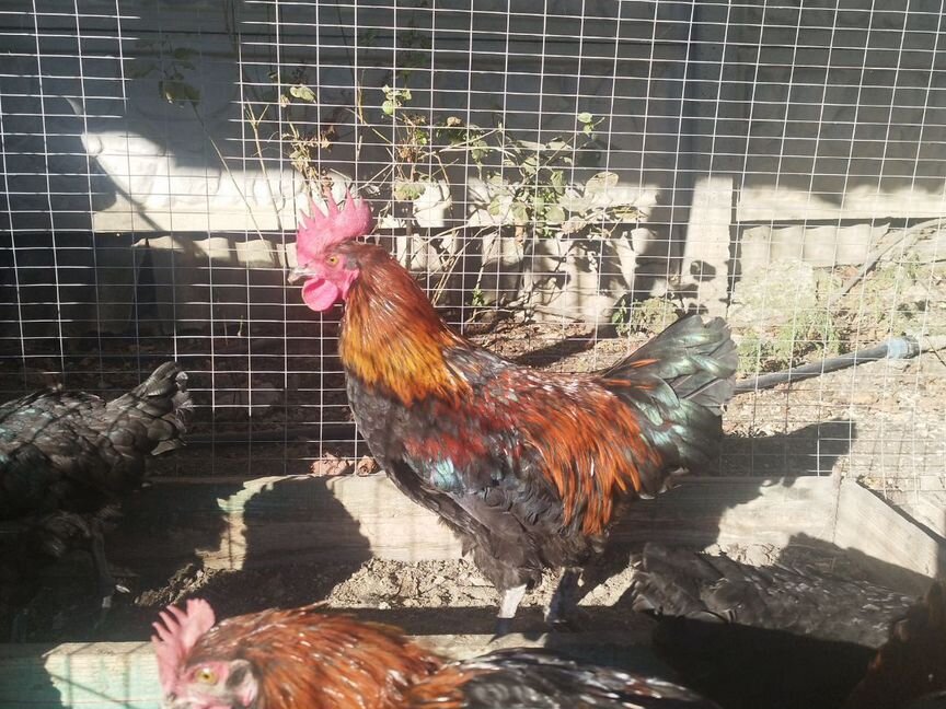 Петух -порода Черно-медный маран