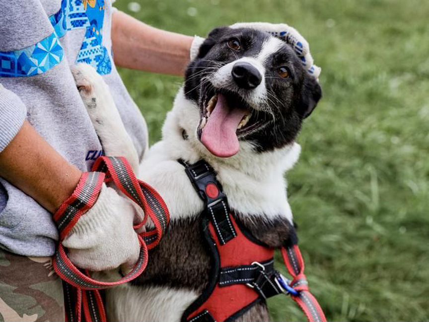Собака в добрые руки