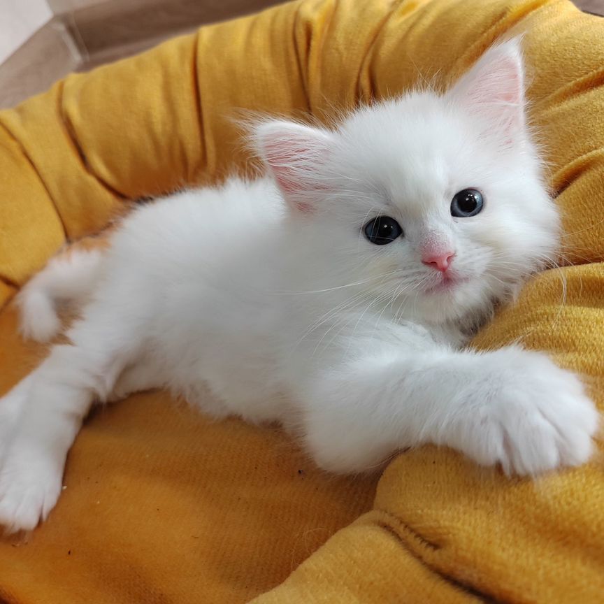 Сибирские котята
