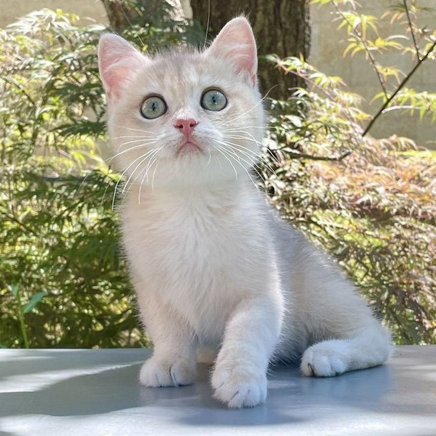 Мальчик голубое золото