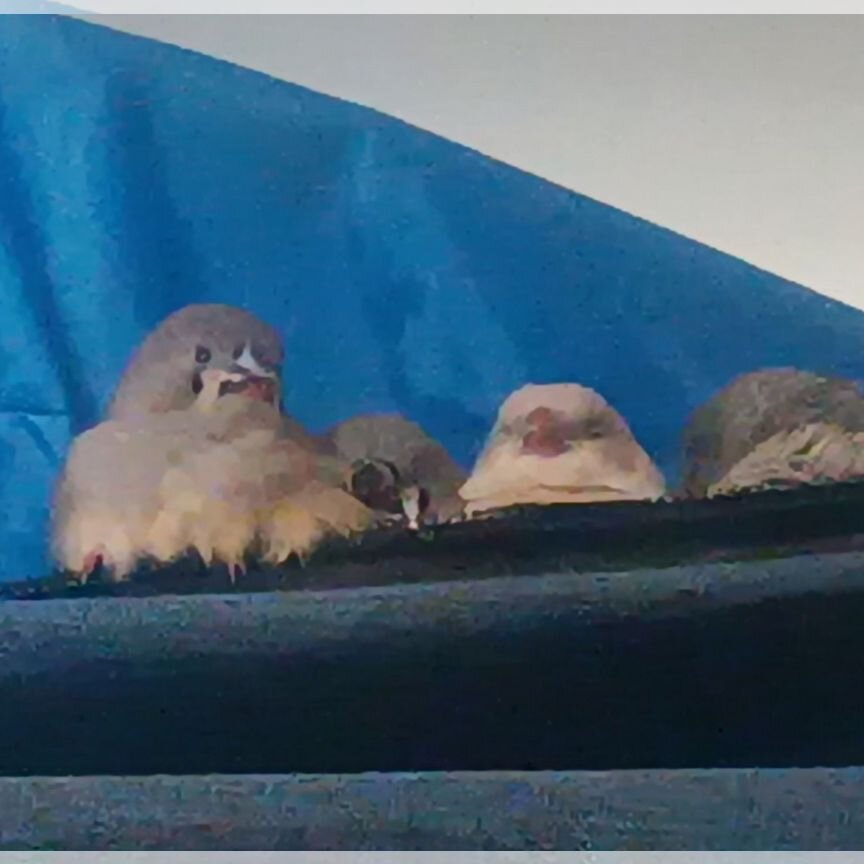 Зебровые амадины