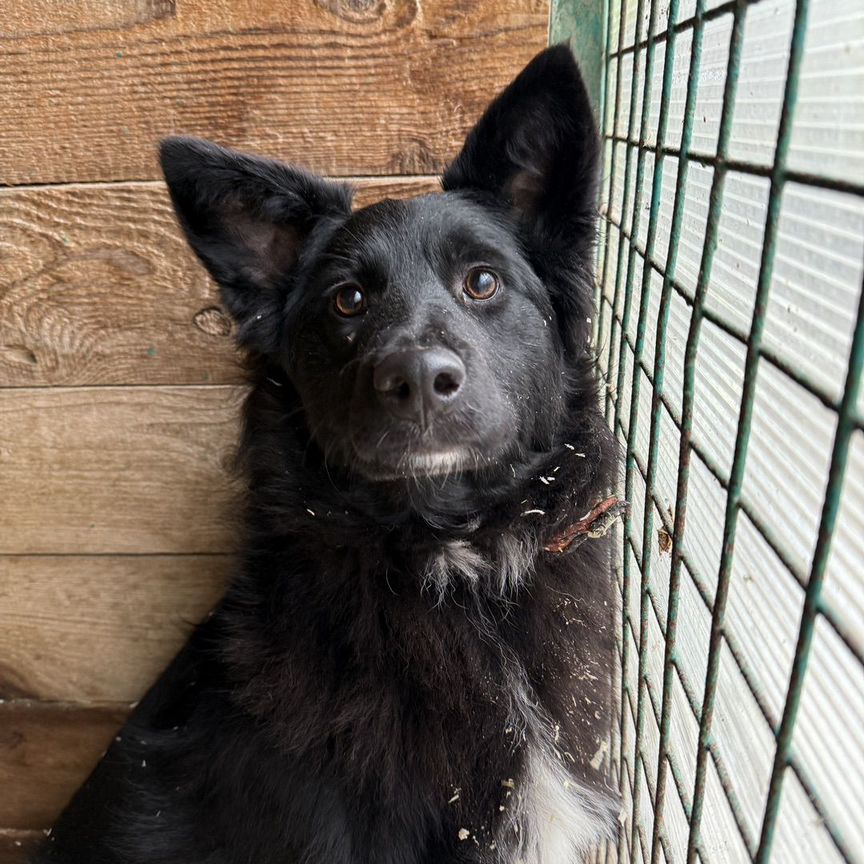 Собачка из приюта Рика ищет дом