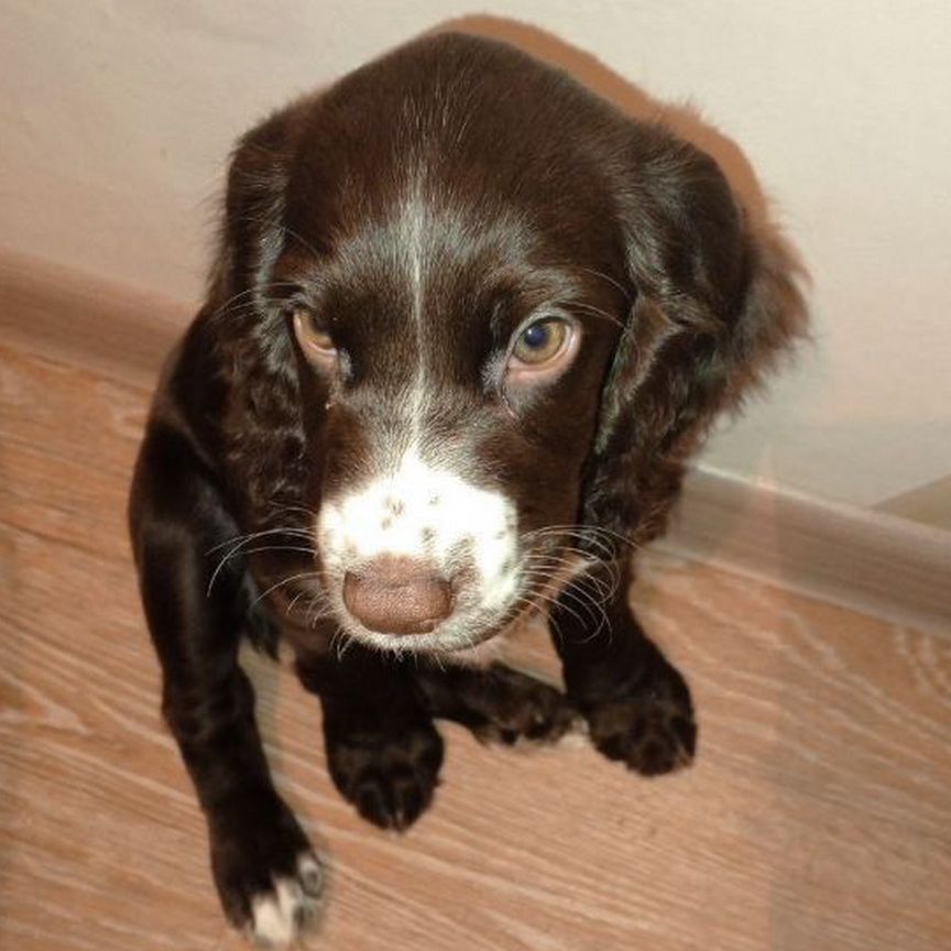 Русский охотничий спаниель, щенок