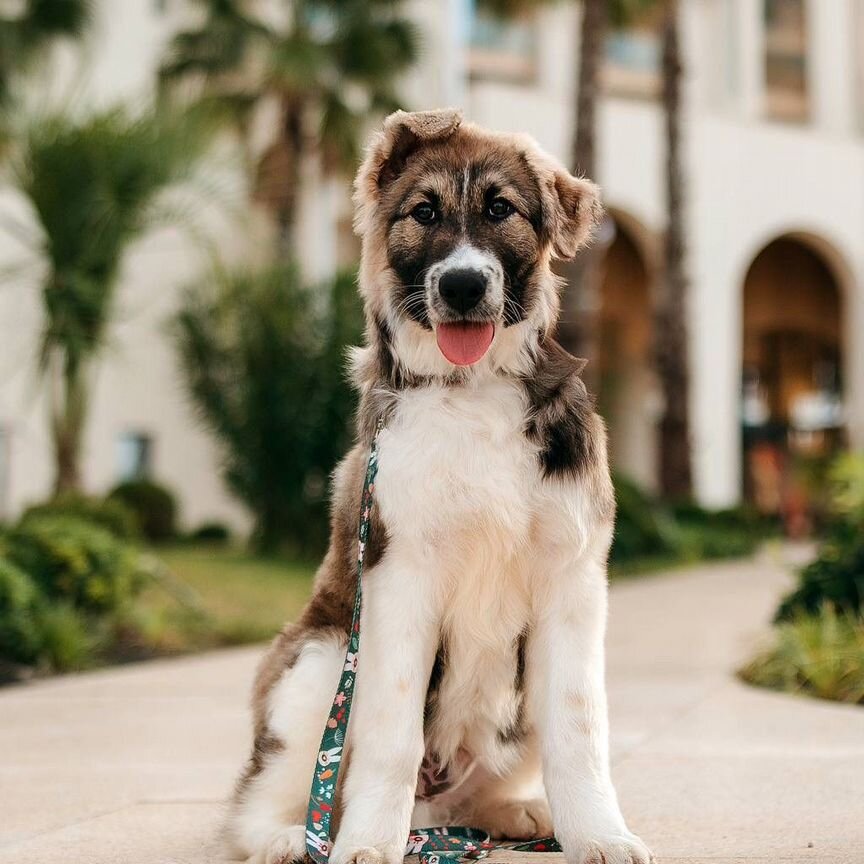 Красивейший щенок в дар