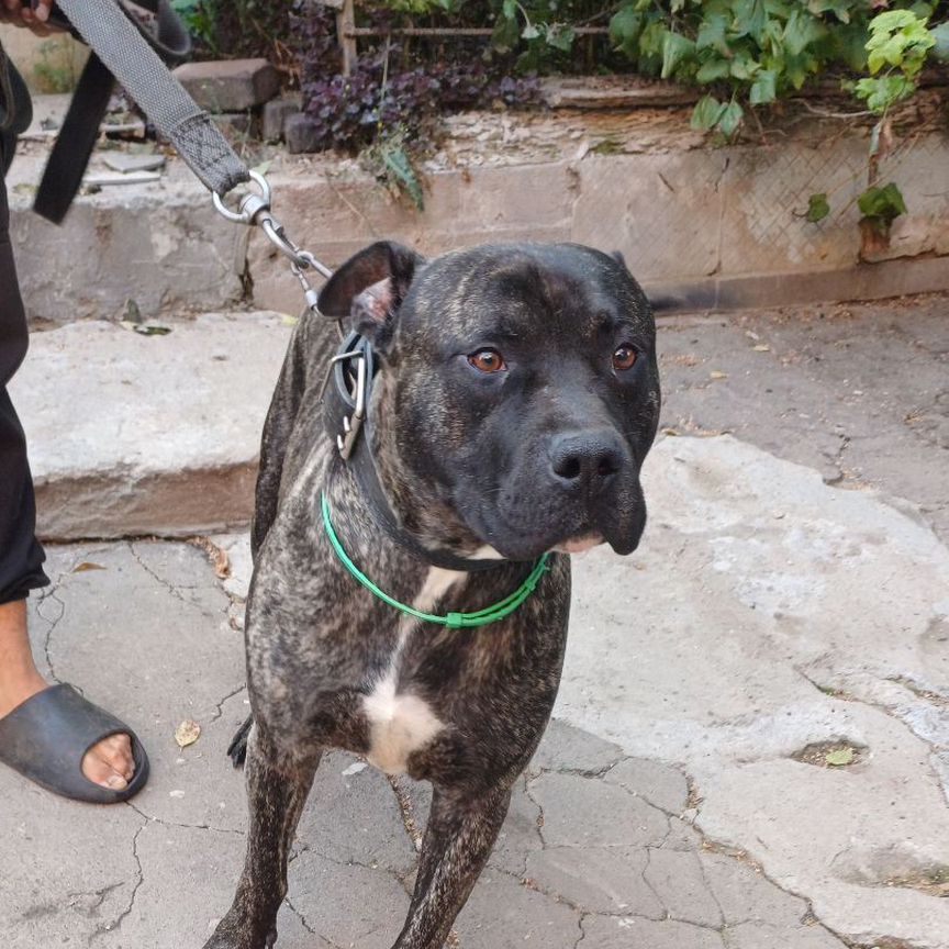 Молодой стафф в добрые руки