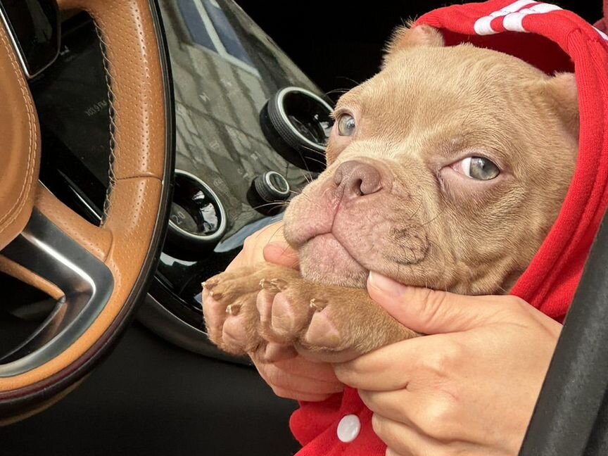 Американский булли экзот эксклюзив