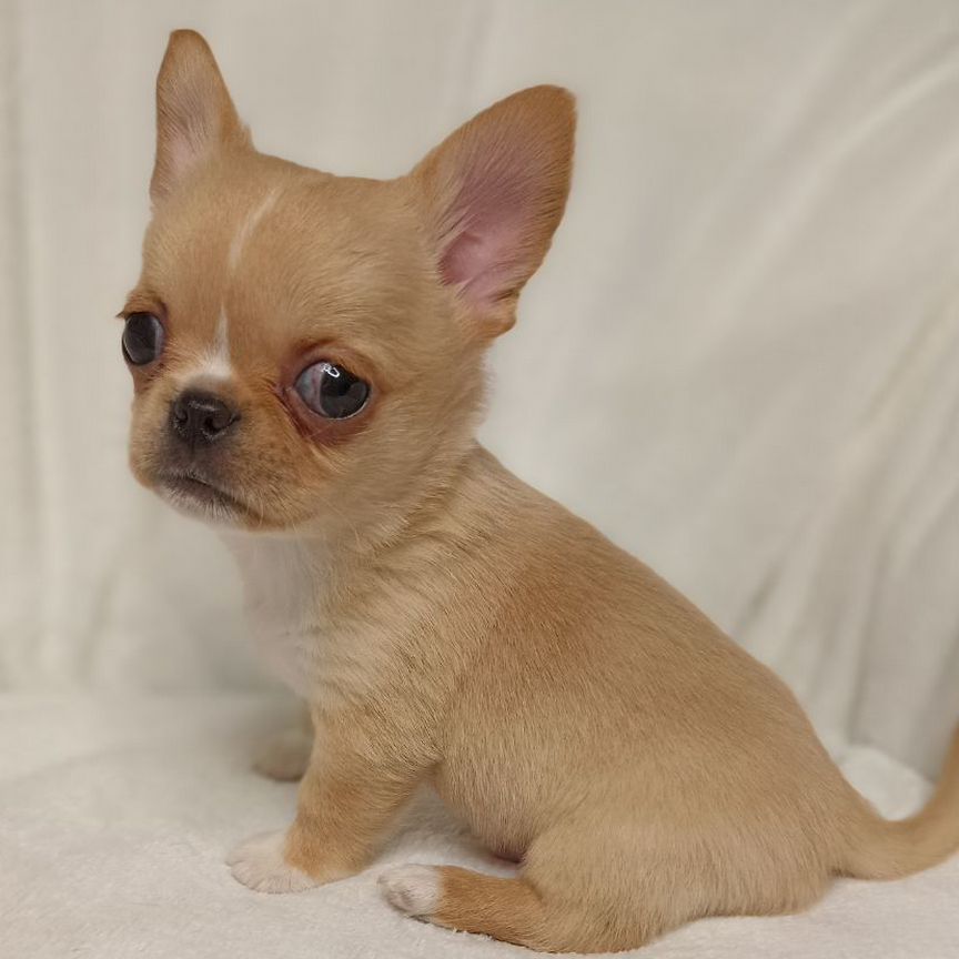 Чихуахуа, щенок