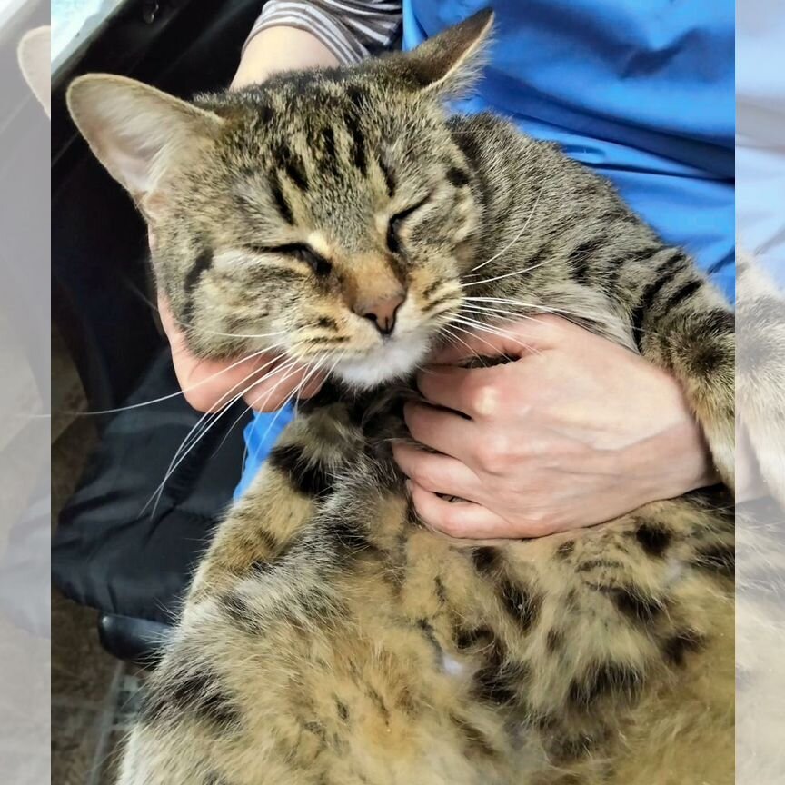 Ласковый котик Семен