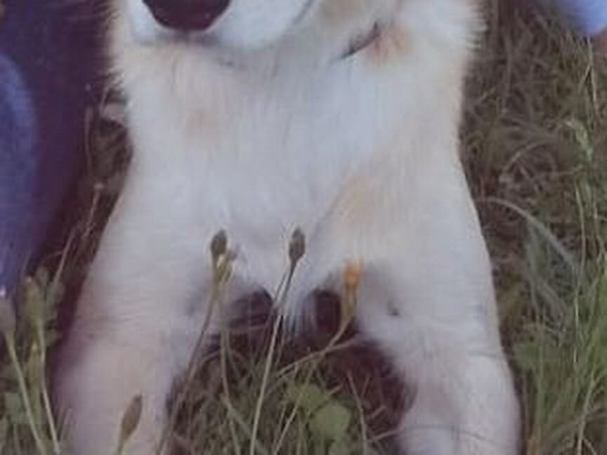 Собака в добрые руки отдам бесплатно