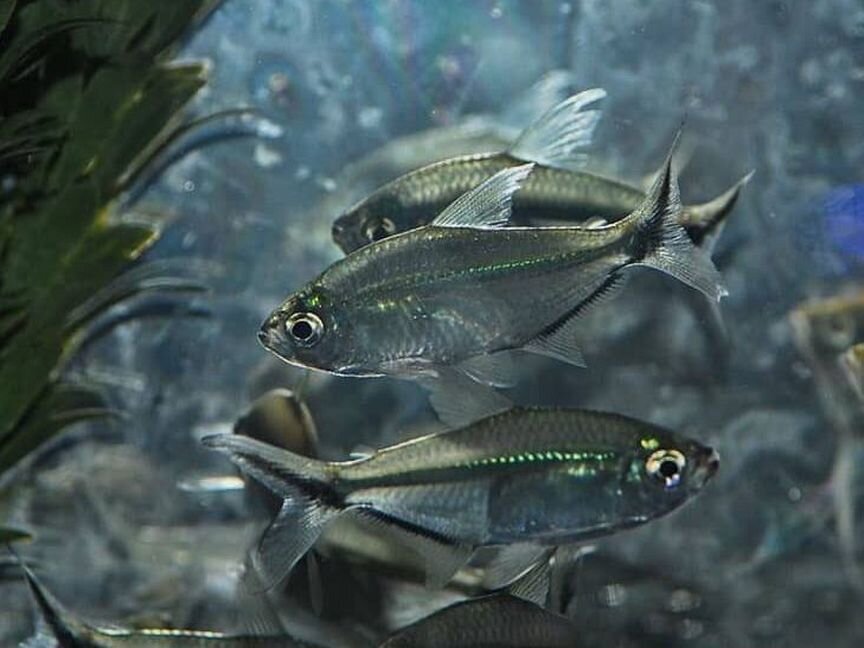 Аквариумная рыбка Тетра коста