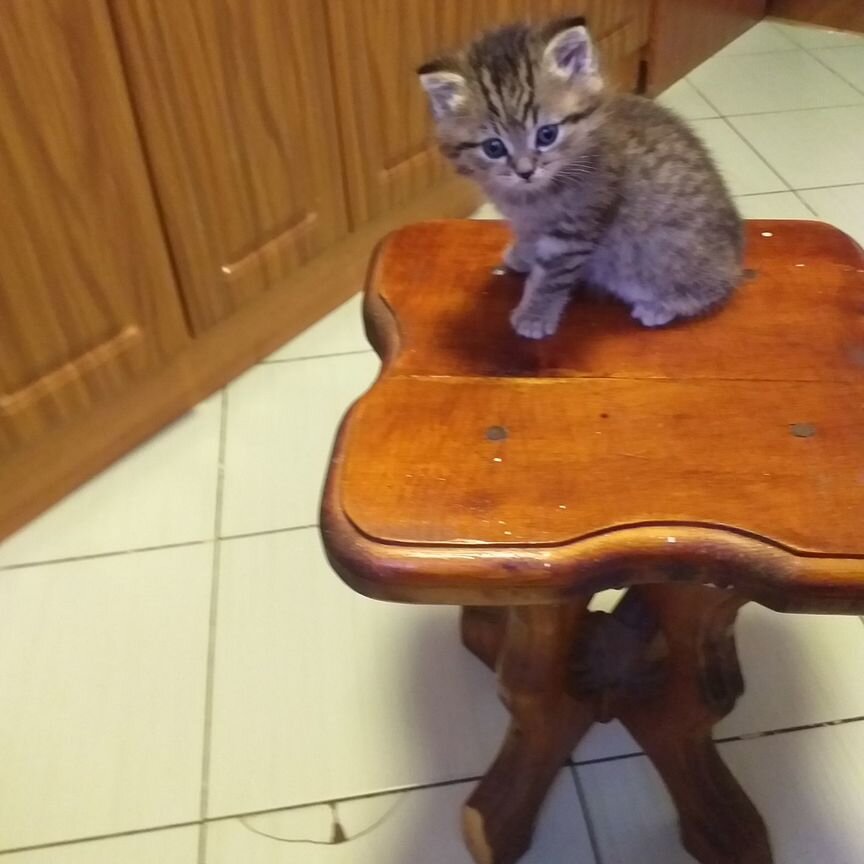 Шотландские котята