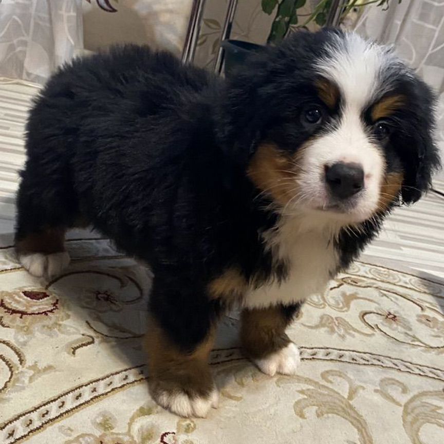 Бернский зенненхунд, щенок