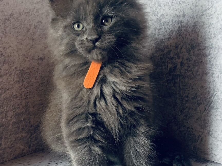 Котята мейн-кун с документами