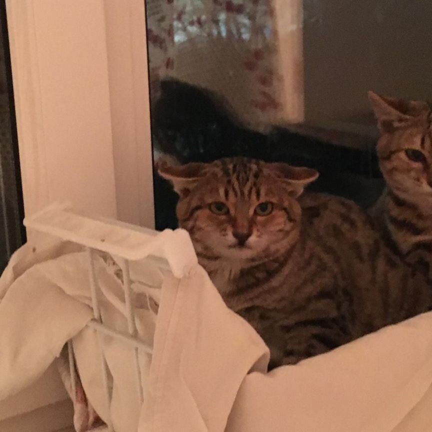 Отдам котят в добрые руки