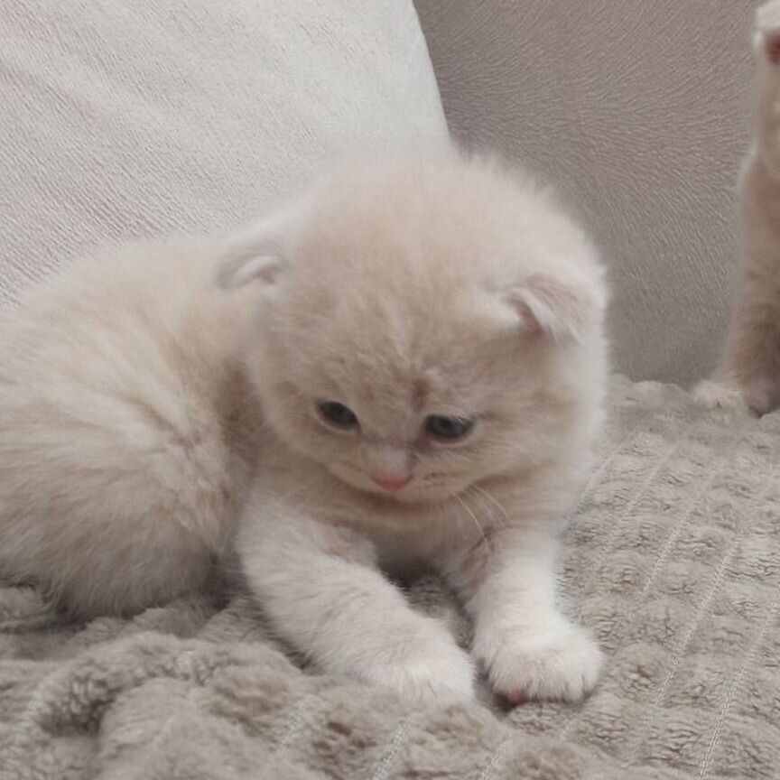 Шотландские котятки