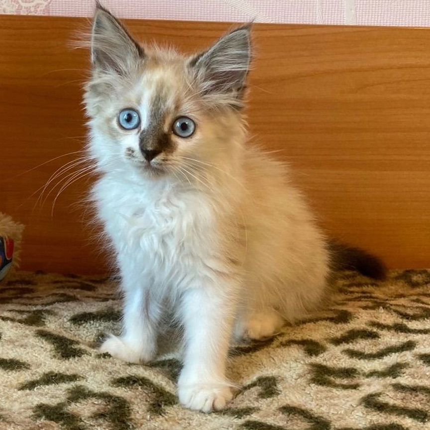 Котенок девочка 1,5 месяца