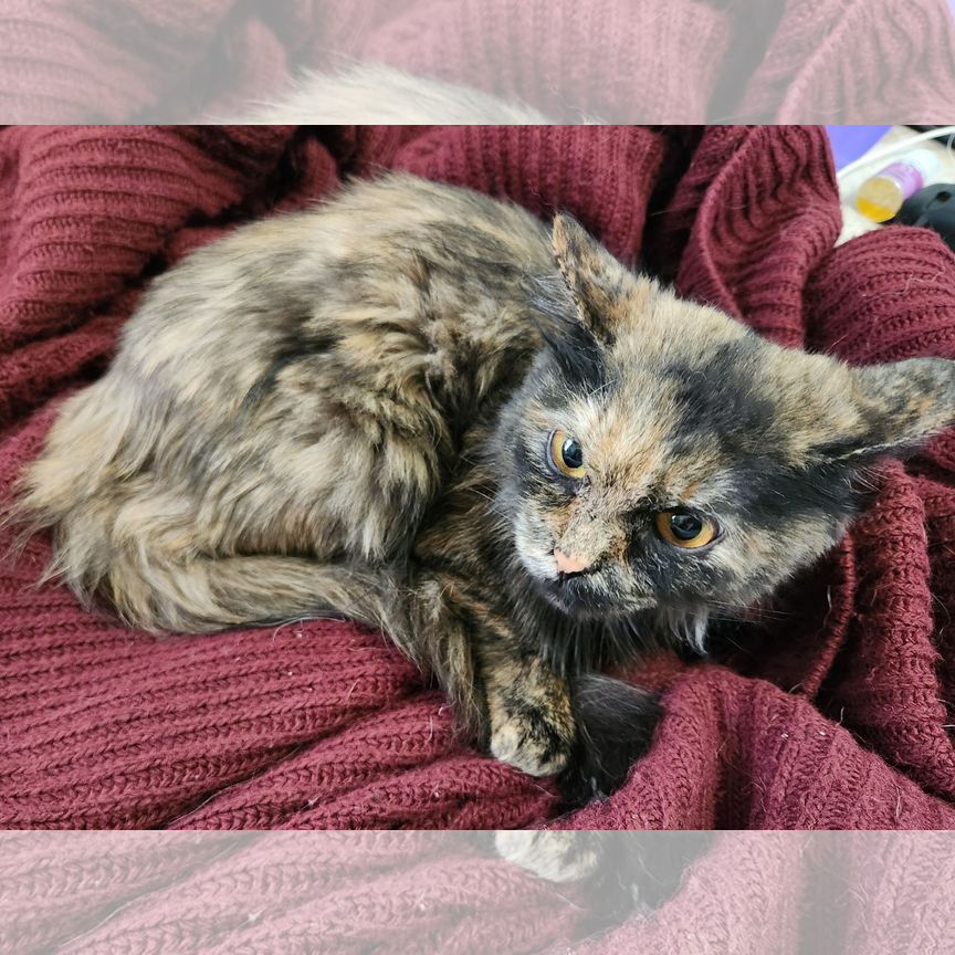 Взрослая, кошка в добрые руки