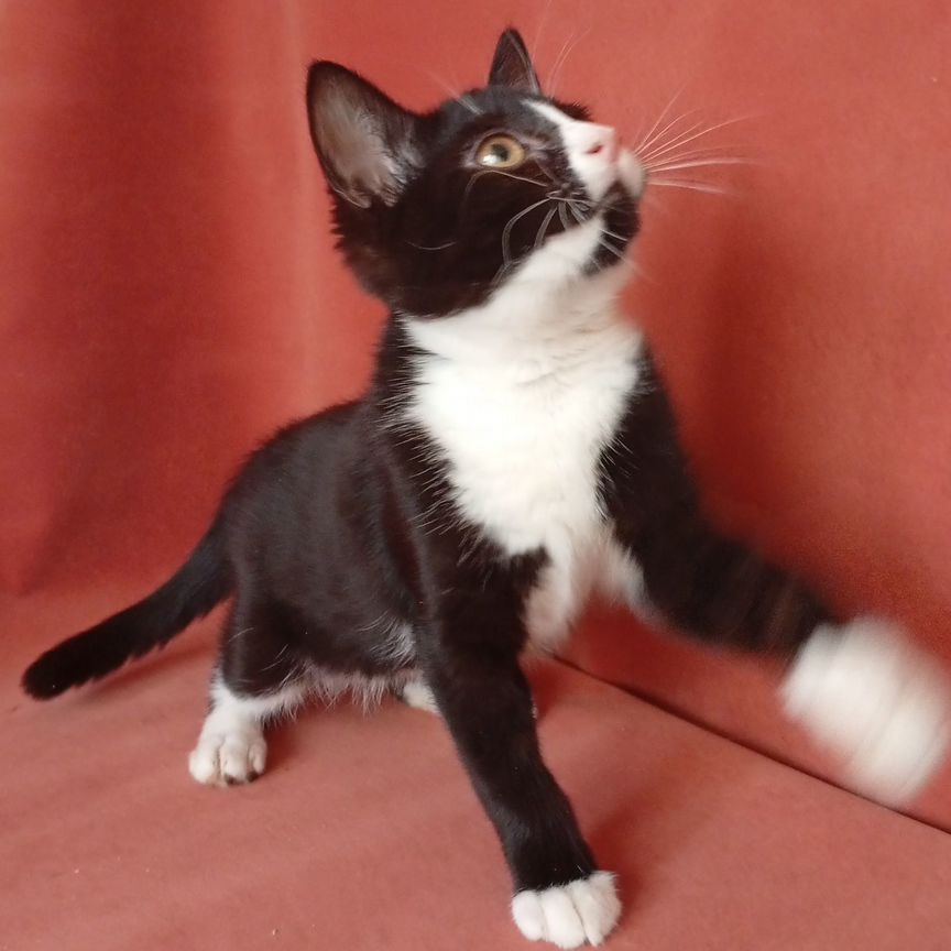 Котёнок в добрые руки