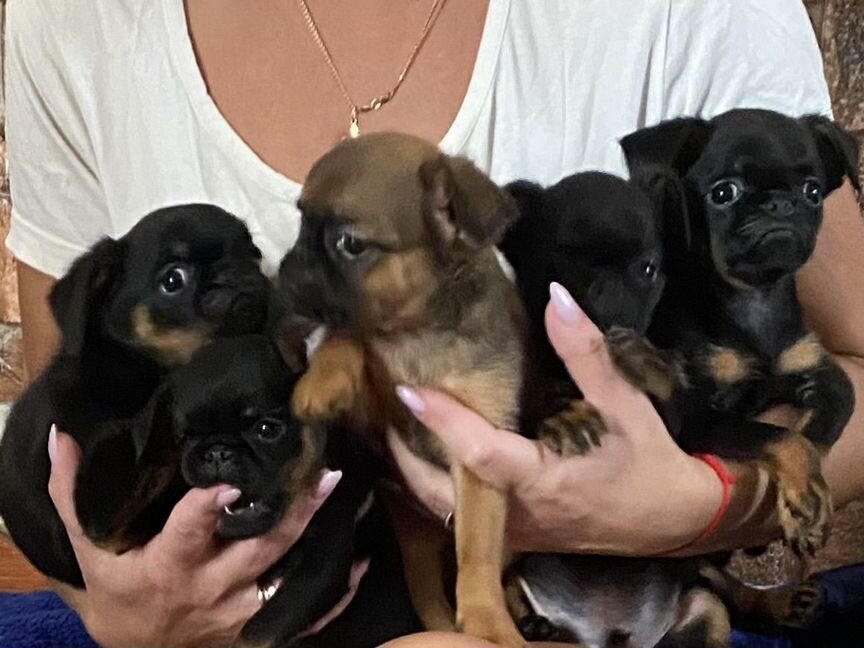 Клубные щенки птибрабансона