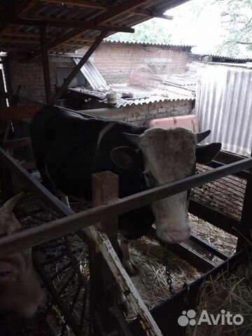 Бык с откорма