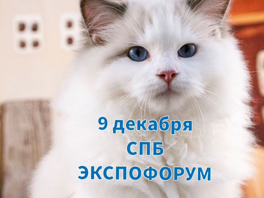Рэгдолл
