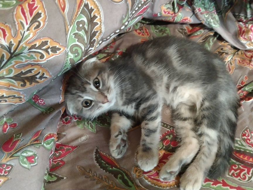 Вислоухий котик отдам в добрые ручки