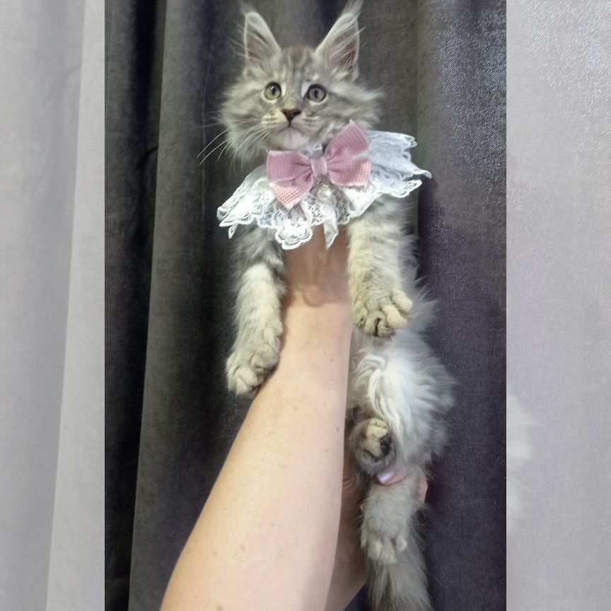 Кошечки мейн-кун