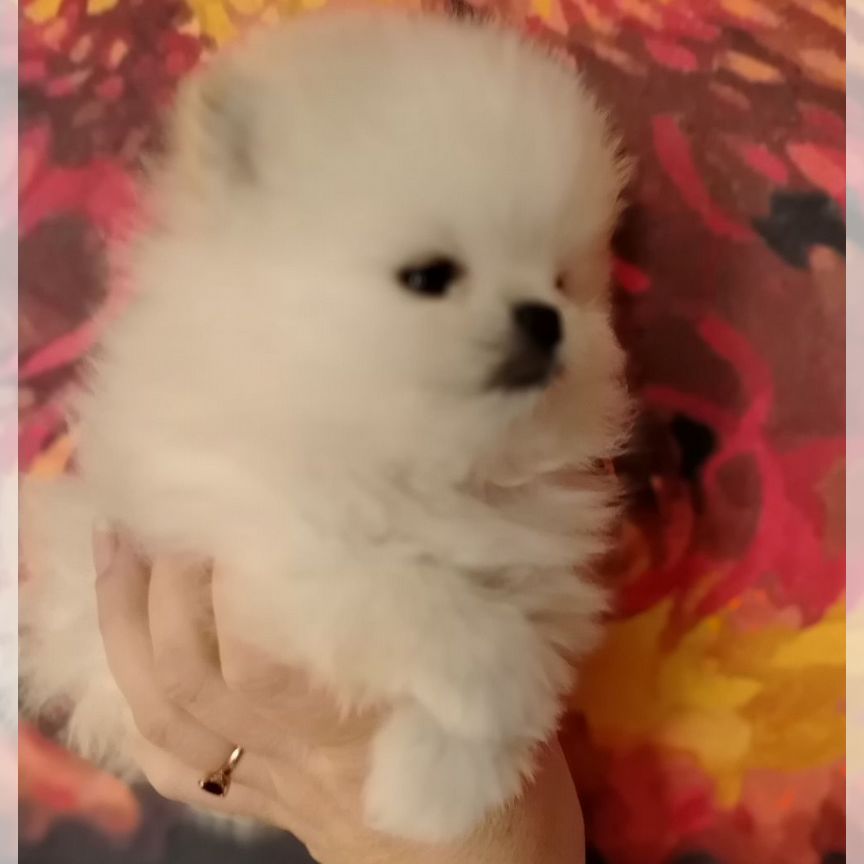 Немецкий шпиц, щенок