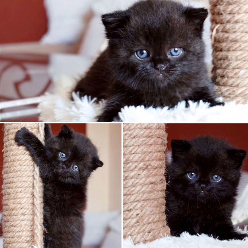 Чёрные плюшечки